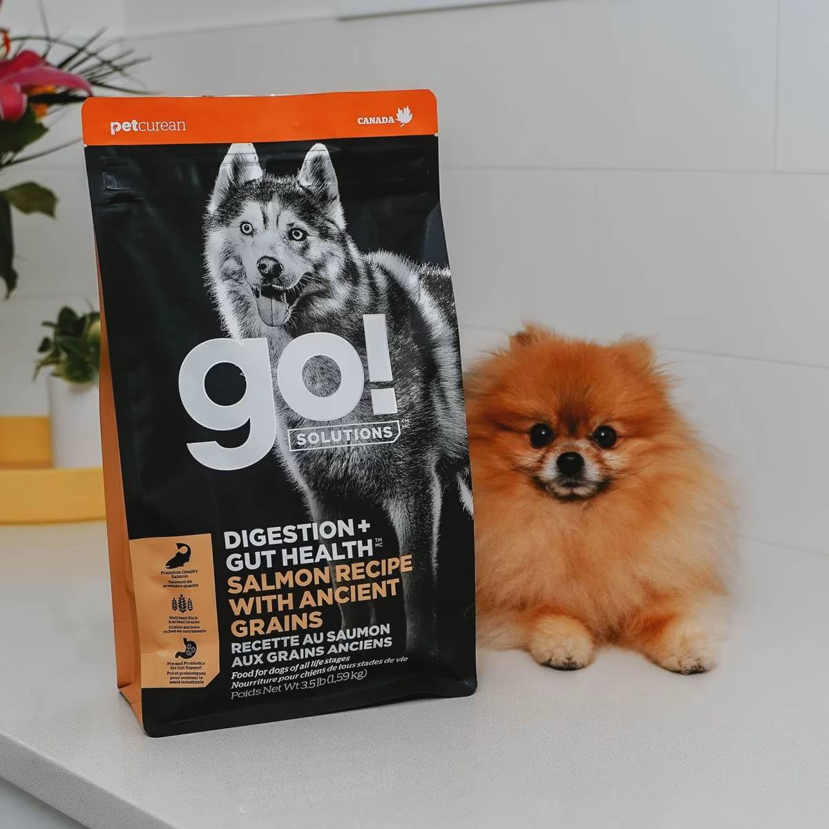 Petcurean GO! Digestion + Gut Health Salmon Recipe With Ancient Grains ...